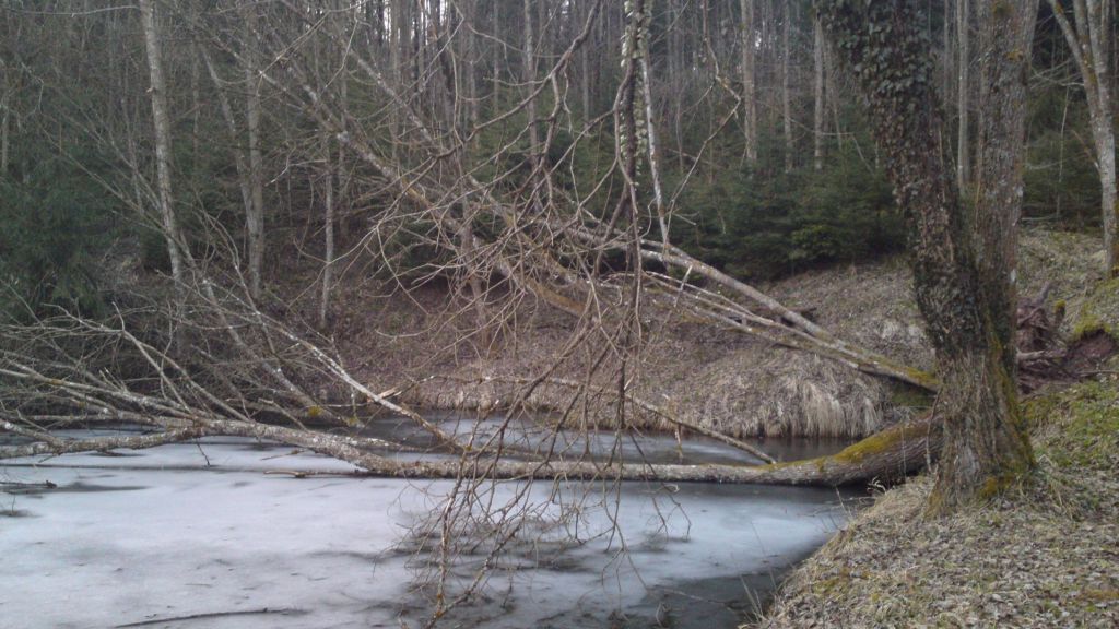 Schneebruch am Wolfgangsee – Fischerverein Adelberg e.V.
